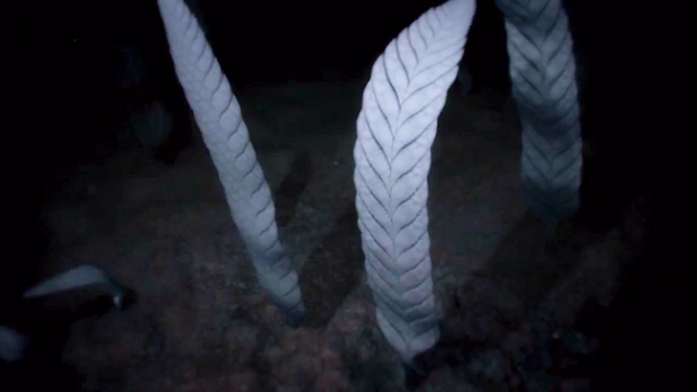 The Kingdom Earth: The Charnia - Is it an Animal or a Plant?