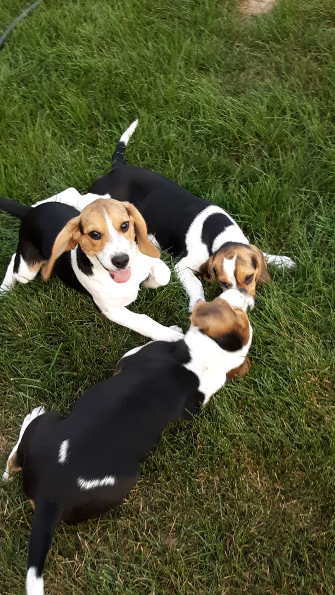 Raising Bunnies: Cute pictures, Happy 2021!