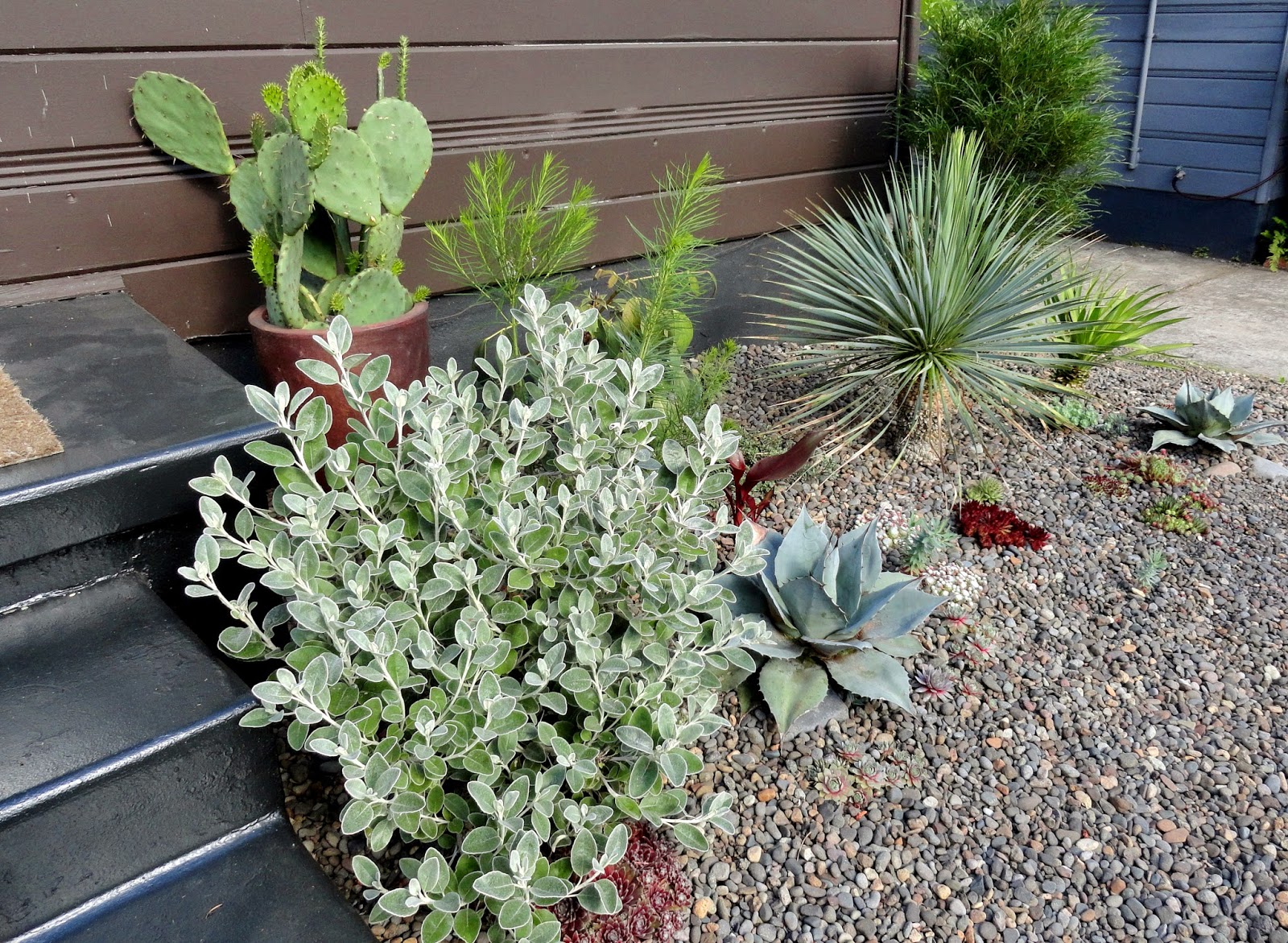 danger garden: Brachyglottis greyi is my favorite plant in the garden ...