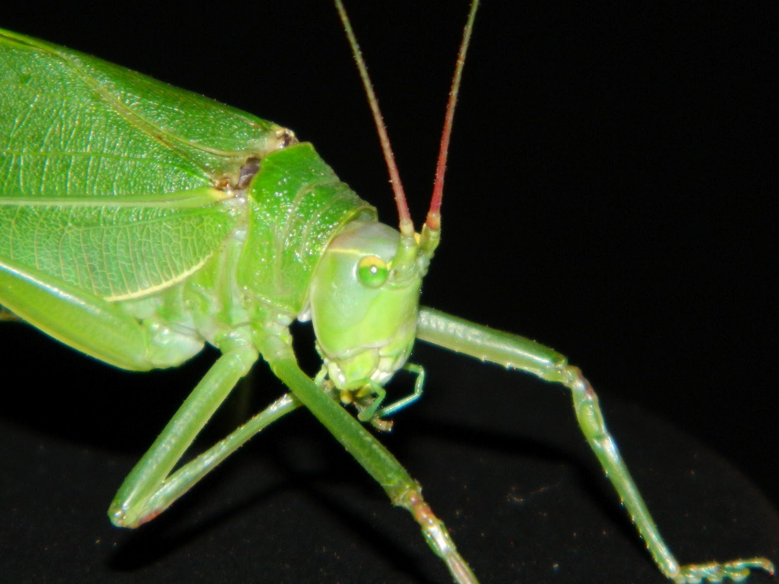 Lise's Log Cabin Life: Post Holes, My Hard Head & Green Insects