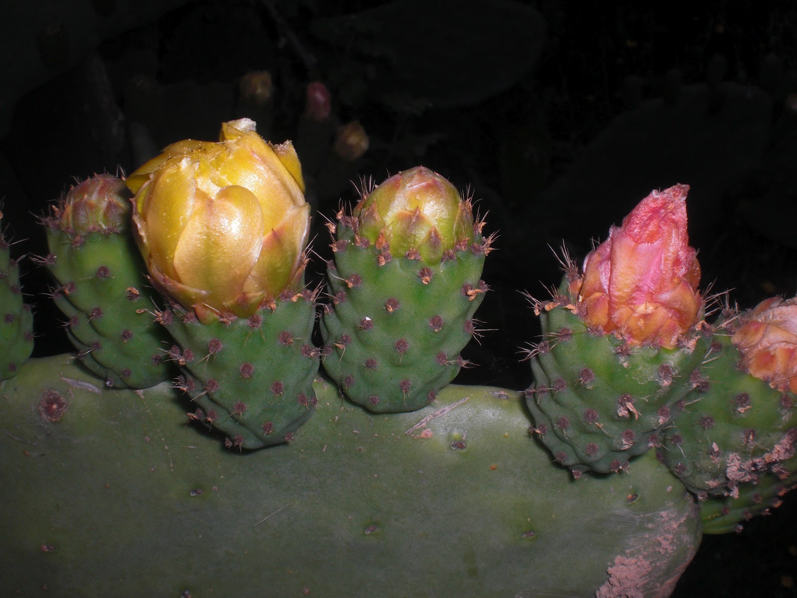 Perfumes y luces de Extremadura: Chumbera. Opuntia ficus -indica. Mis ...