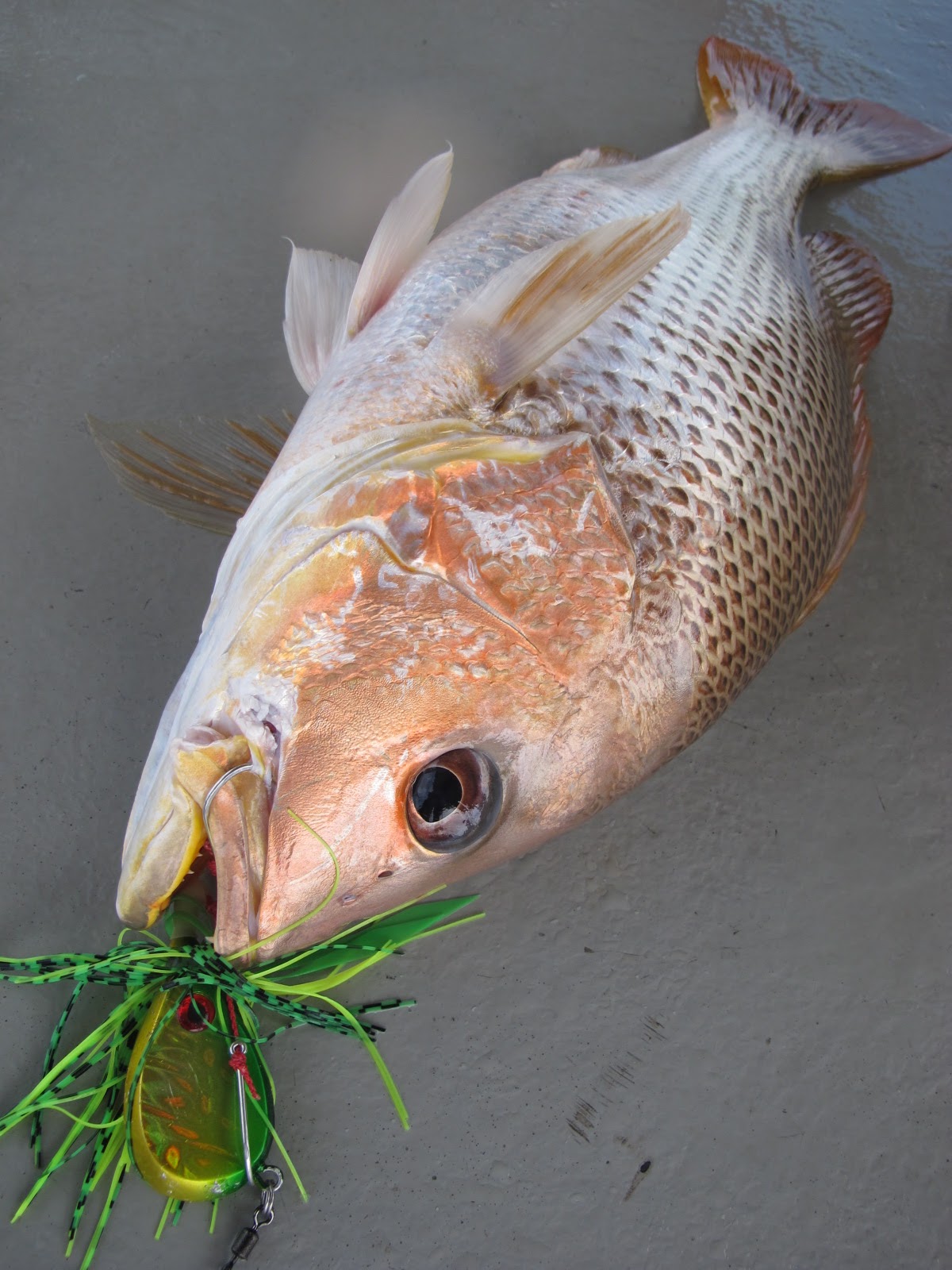 Dave Creation: Light jigging and madai with Captain Ah Heng @ RSYC