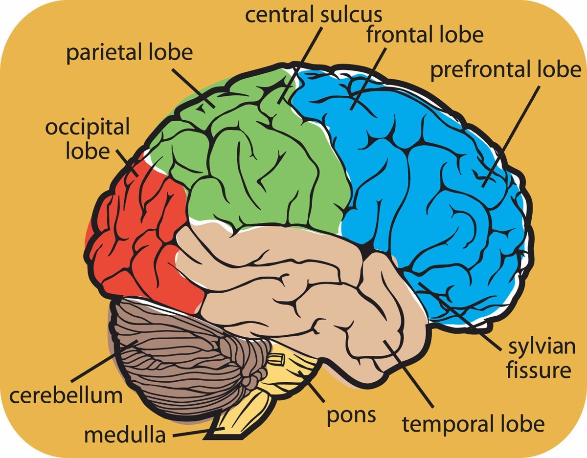 Brain 1 Structure and Functions