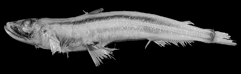 Artes de Pesca: ACTINOPTERYGII