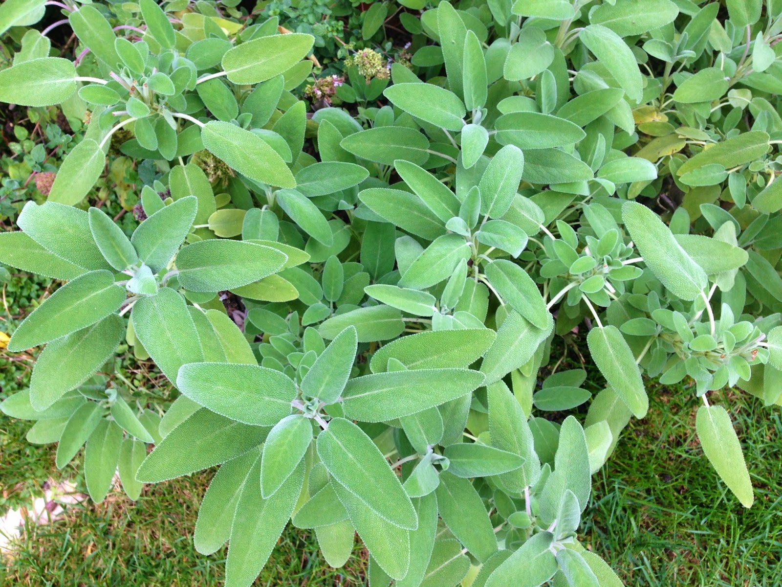 Italy to Los Angeles and Back: Fresh Sage Fried in Batter...Salvia ...