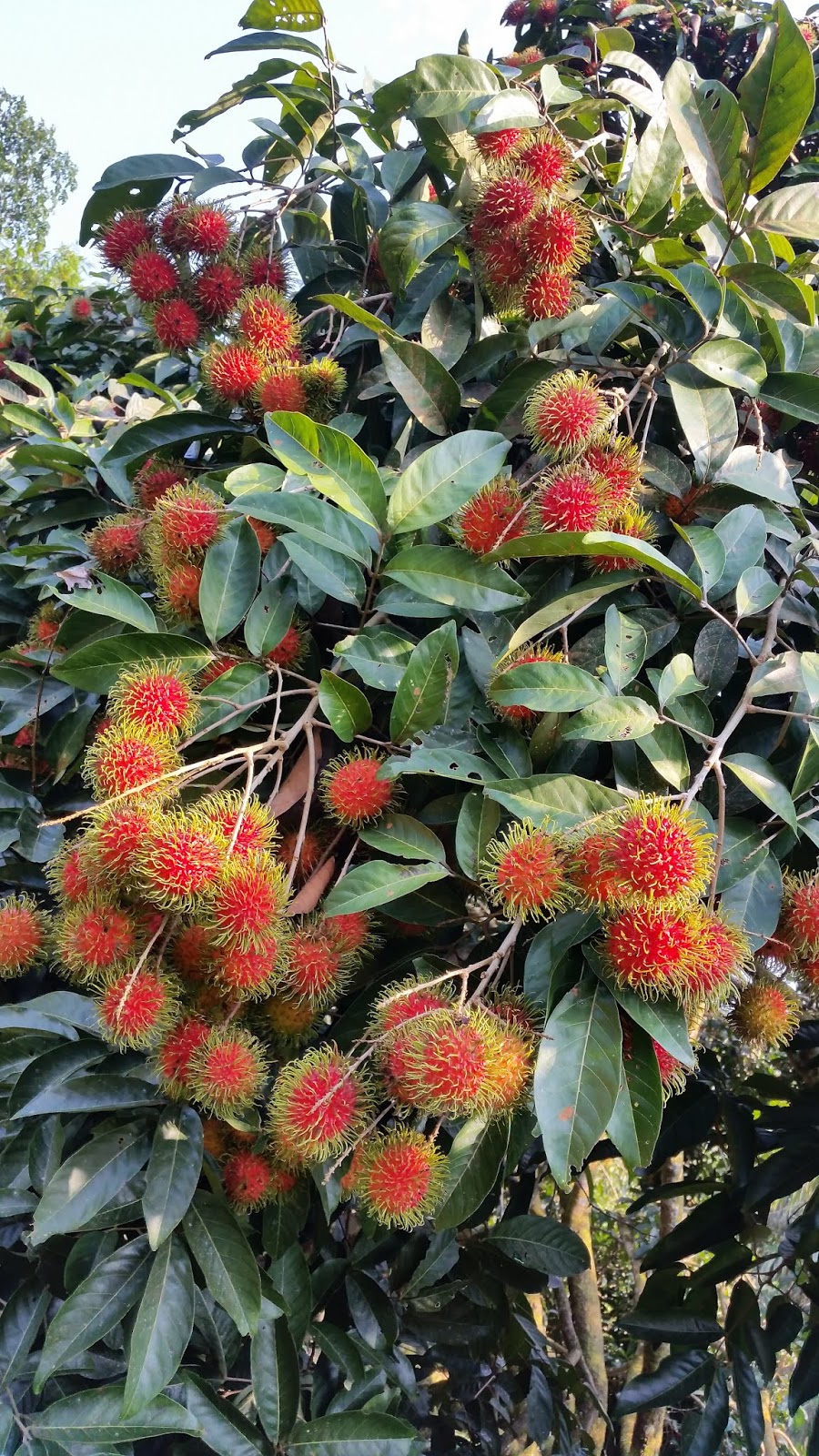 Warisan Petani: Buah Rambutan Jarum Emas