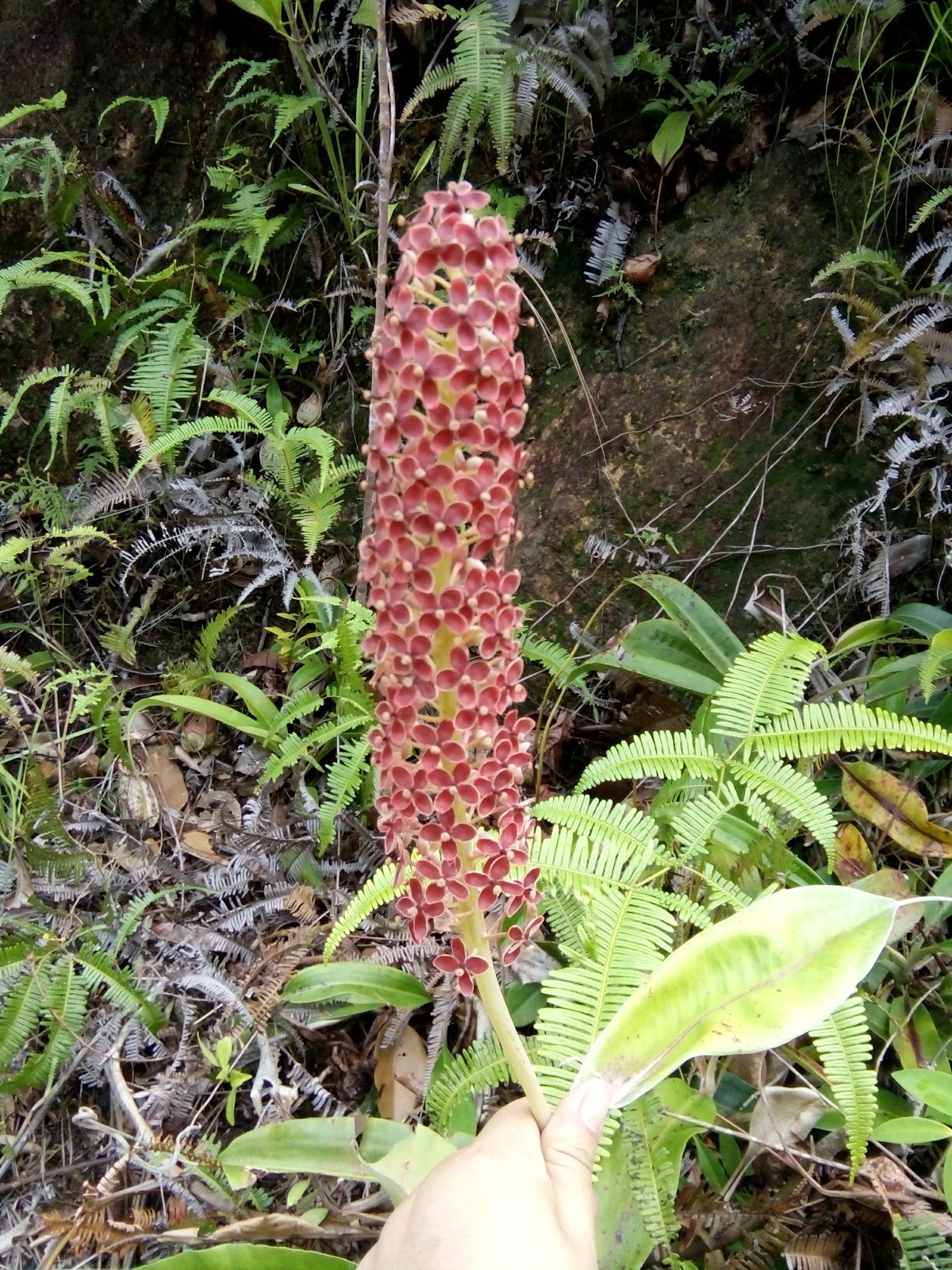 pinang&sireh.blogspot.com: Periuk Kera