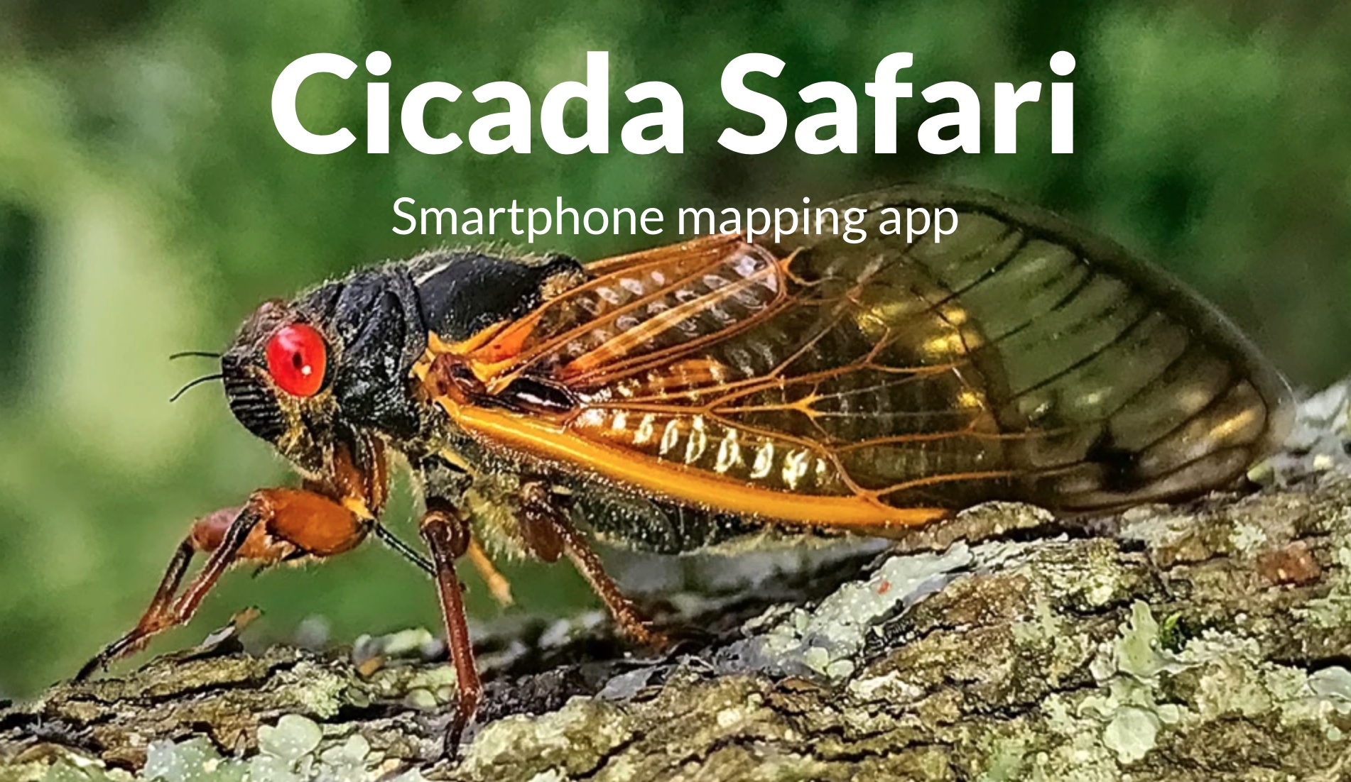 PA Environment Digest Blog: DCNR Blog: A Periodical Wonder - Cicadas ...
