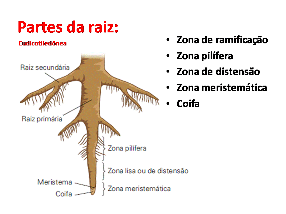 Sistemas Radiculares Das Plantas - FDPLEARN