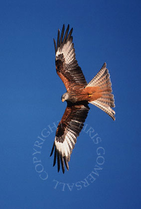 Stuart.: Chris Gomersall. Bird Photographer.