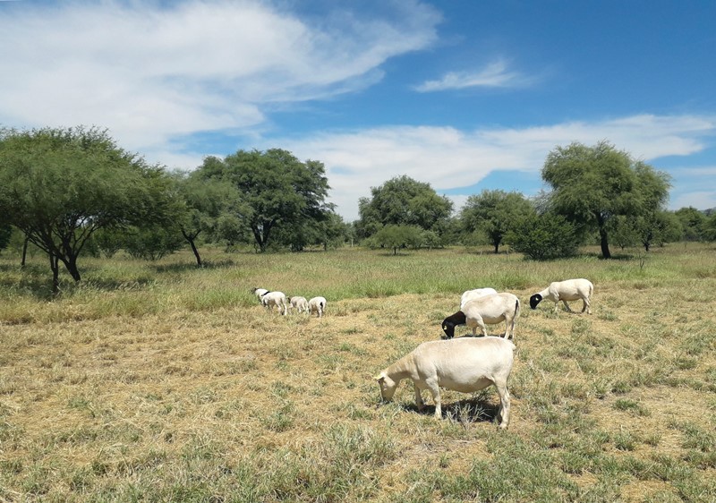 ECOINNOVADOR: Estrategias de pastoreo con cabras y ovejas
