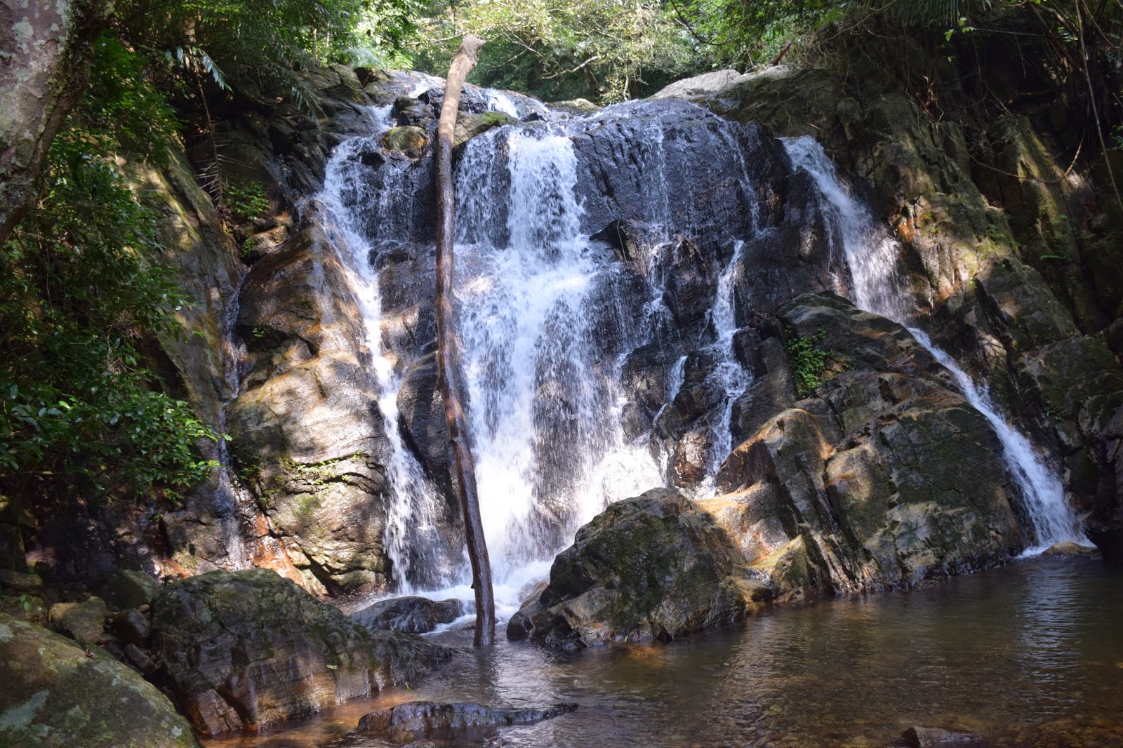 Kerala Trekking and Hiking (TREE Club): 005-Agasthyakoodam Trekking_08 ...