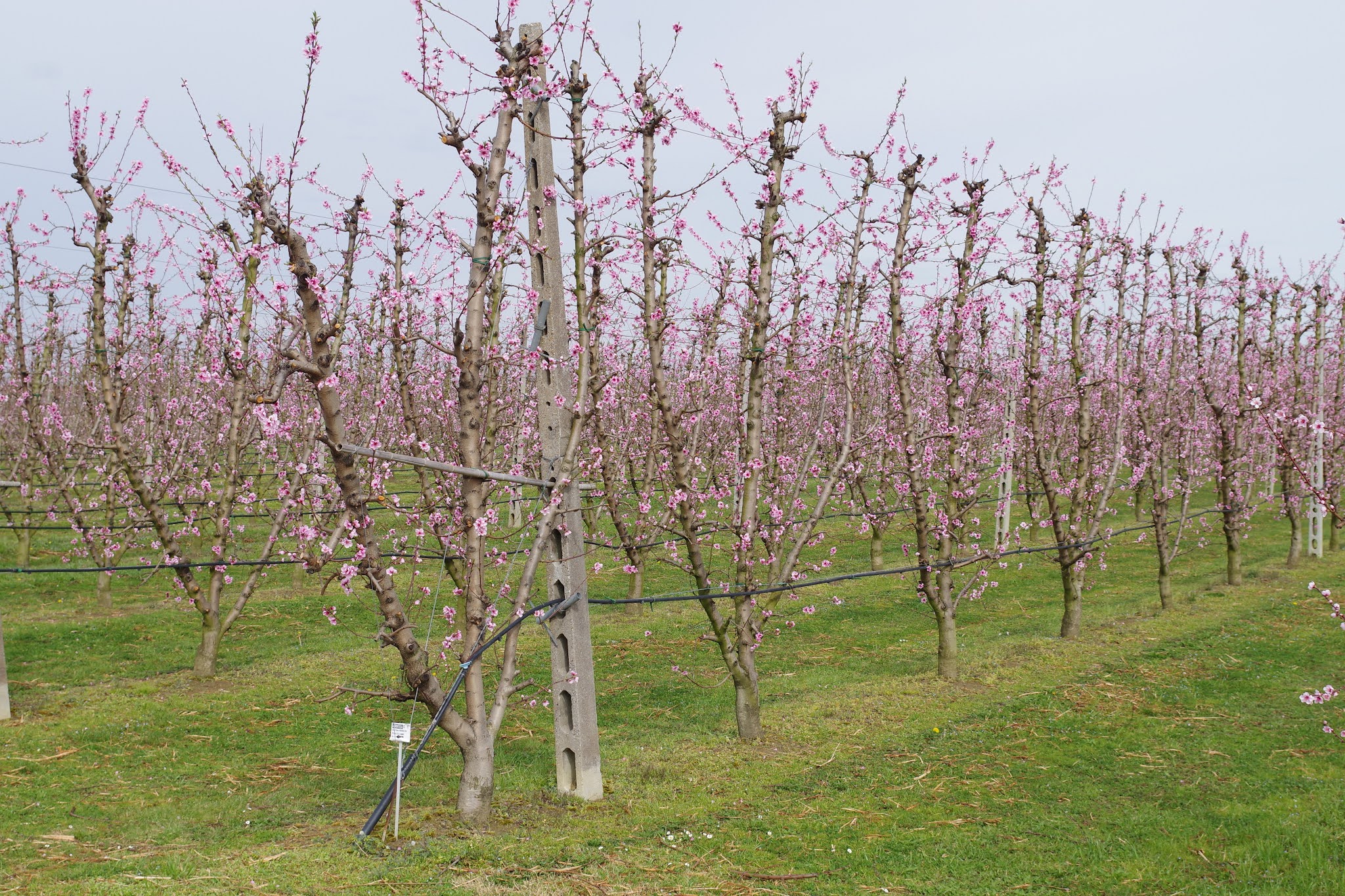 Agrarian Sciences: LE PESCHE E LE PERE DI ROMAGNA