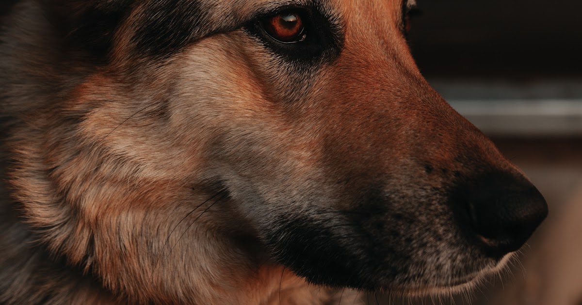 ALL ABOUT GERMAN SHEPHARDS