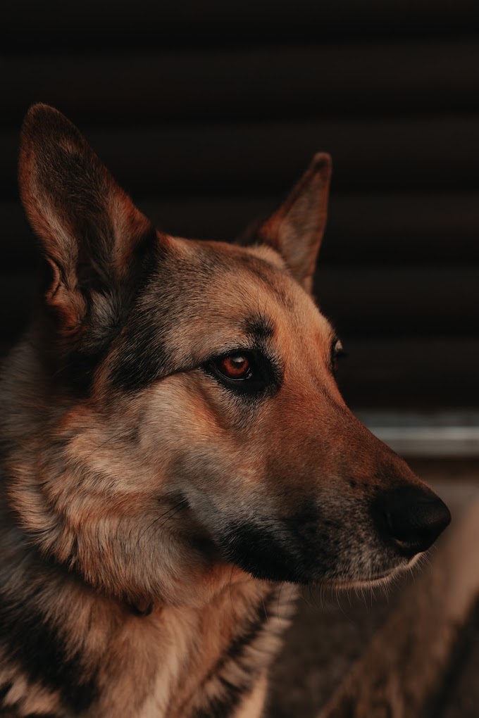 ALL ABOUT GERMAN SHEPHARDS