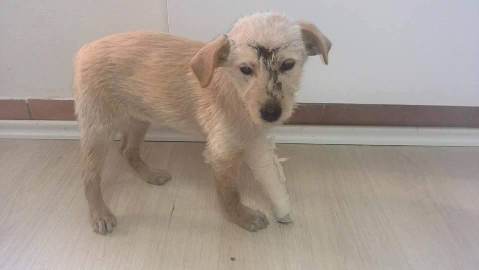 Pound Dogs Toronto Animal Services - dog adoption - animal shelter