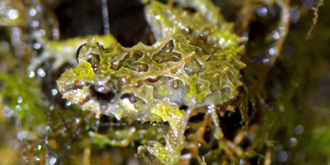 Real Monstrosities: Mutable Rainfrog