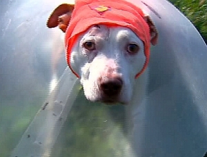 Amazingly three days after Kilo was struck by the bullet, he was able ...