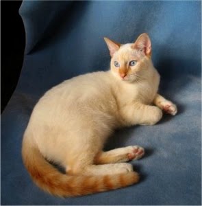 Ginger.Cat.Services: Persian (Parsi) or Siamese (Siam)