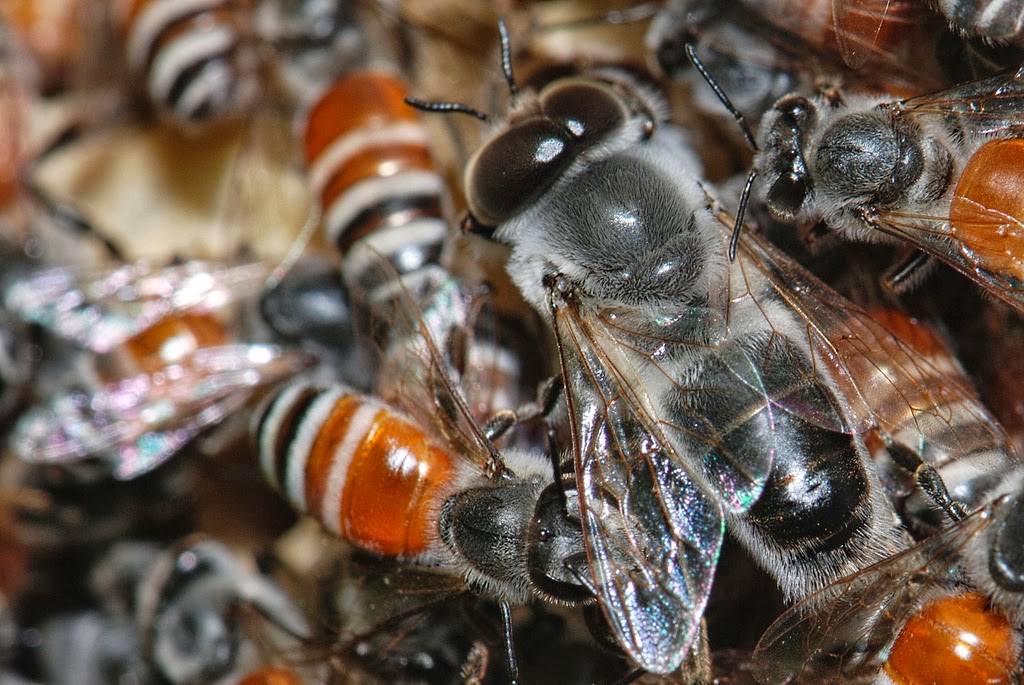 Corona Apicultores: MORFOLOGÍA DEL APARATO REPRODUCTOR DEL ZÁNGANO Y ...