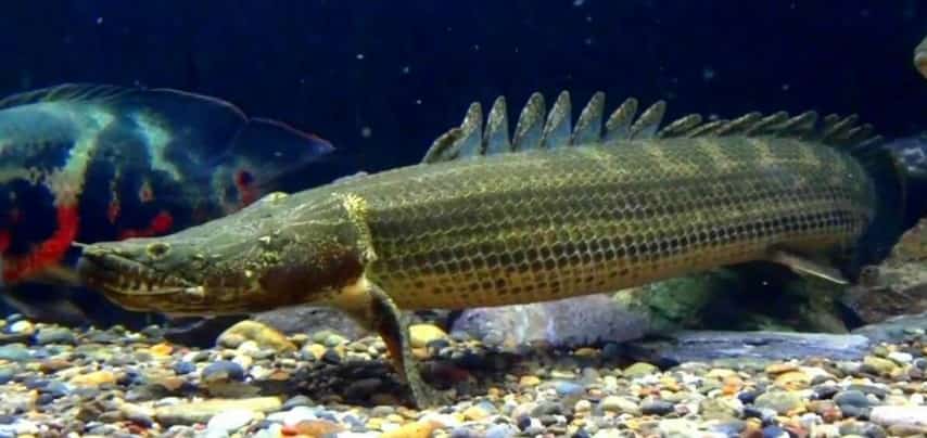 13 Jenis Ikan Palmas Paling Populer di Indonesia dan Cara Merawatnya