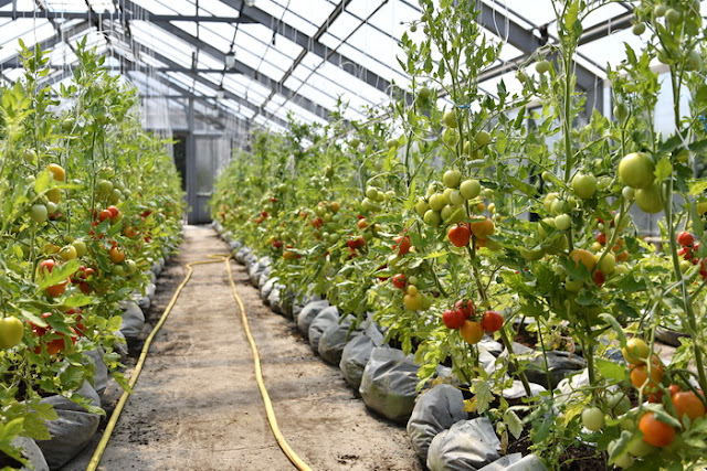 Sordiaretus on depressiivsetest Eesti väikelinnadest üle