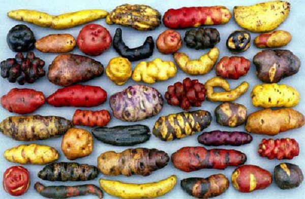 Variedades de Batata (Solanum tuberosum)