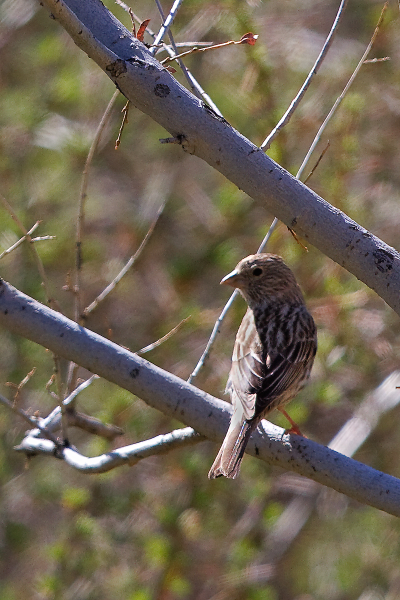 BIRDING MONGOLIA