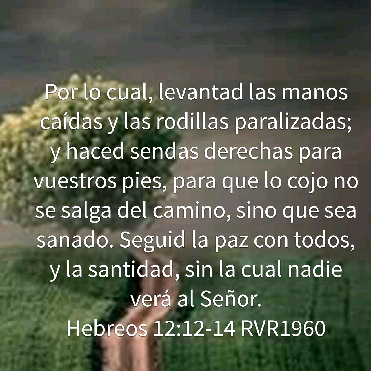 Hebreos 12:12-14