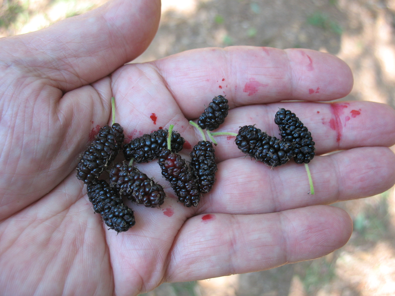 Sensible Survival: Edible Wild Plants - Wild Mulberries