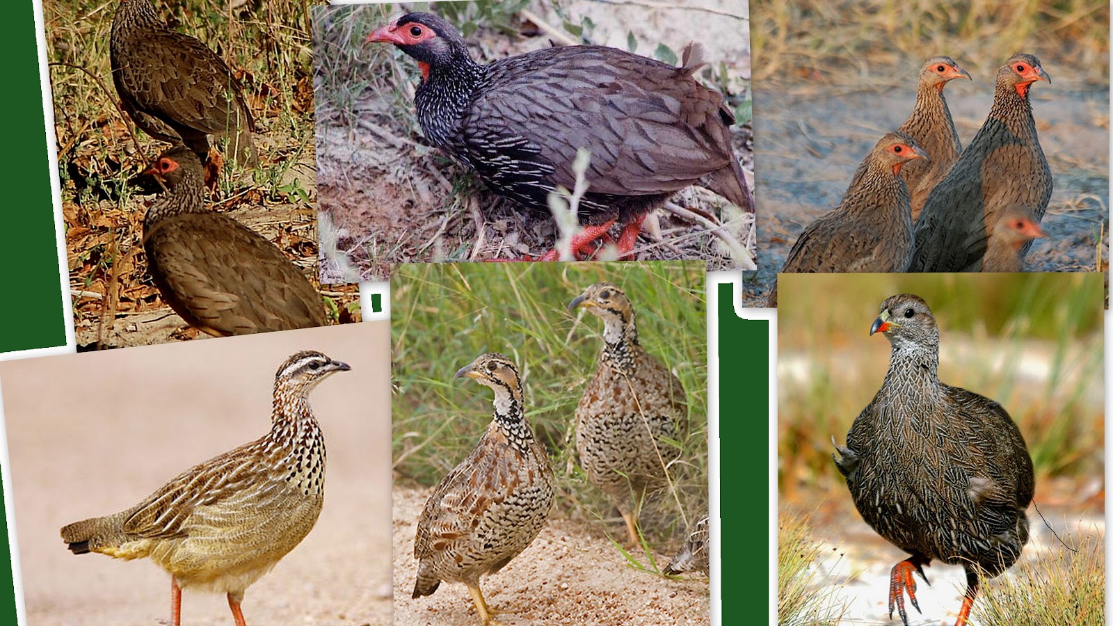 for 4 people: 2 francolins. OR a guineafowl OR 8 doves OR similar ...