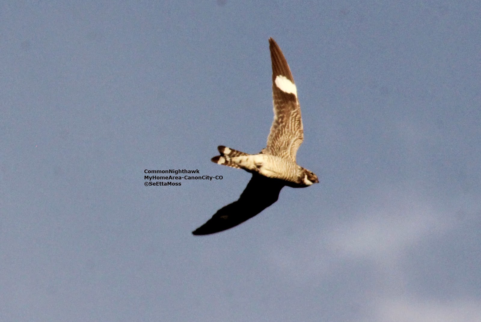 Flock of Common Nighthawks feeding overhead during their migration