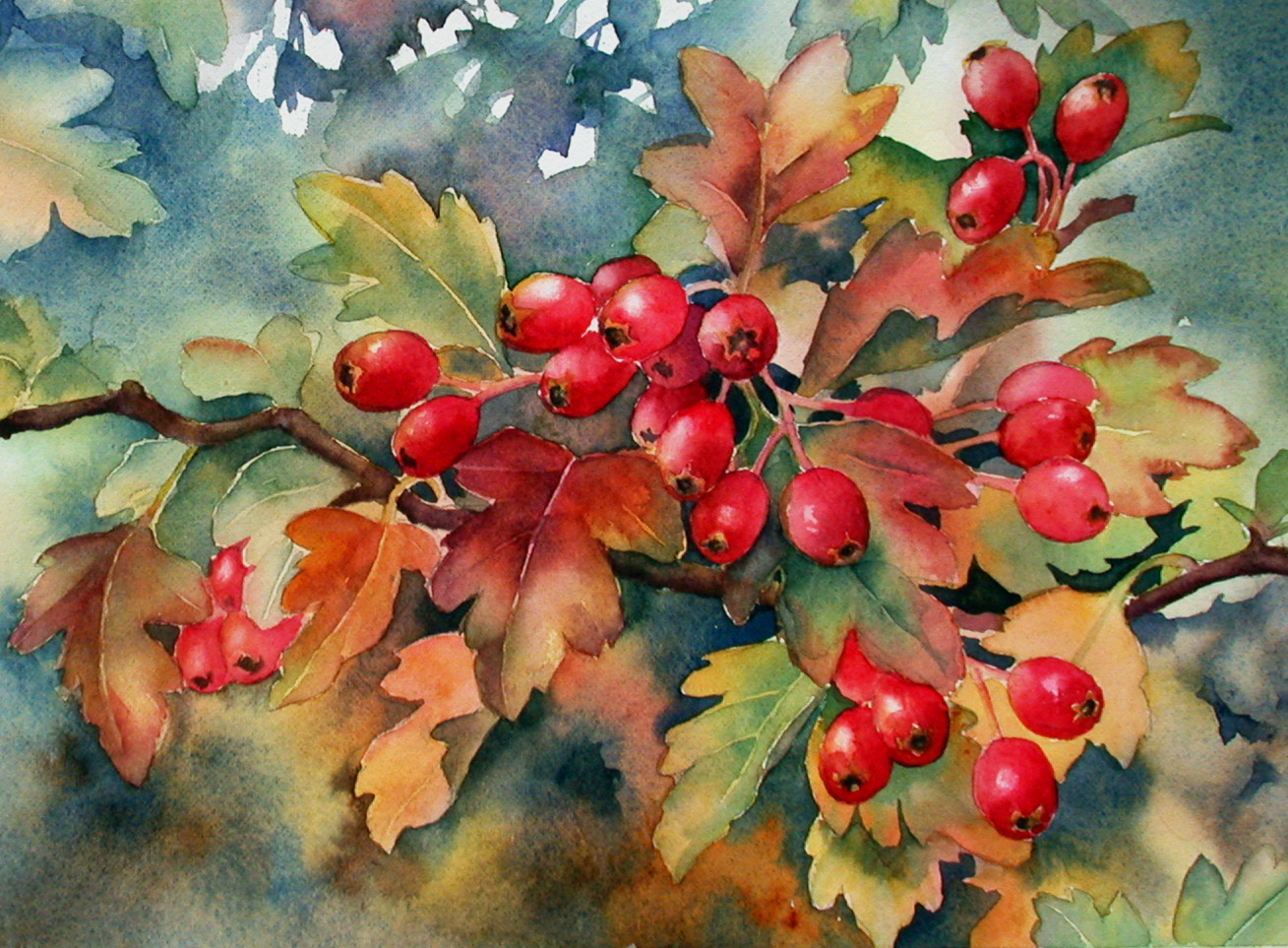 Autumn Hawthorn berries with Centre of England Arts