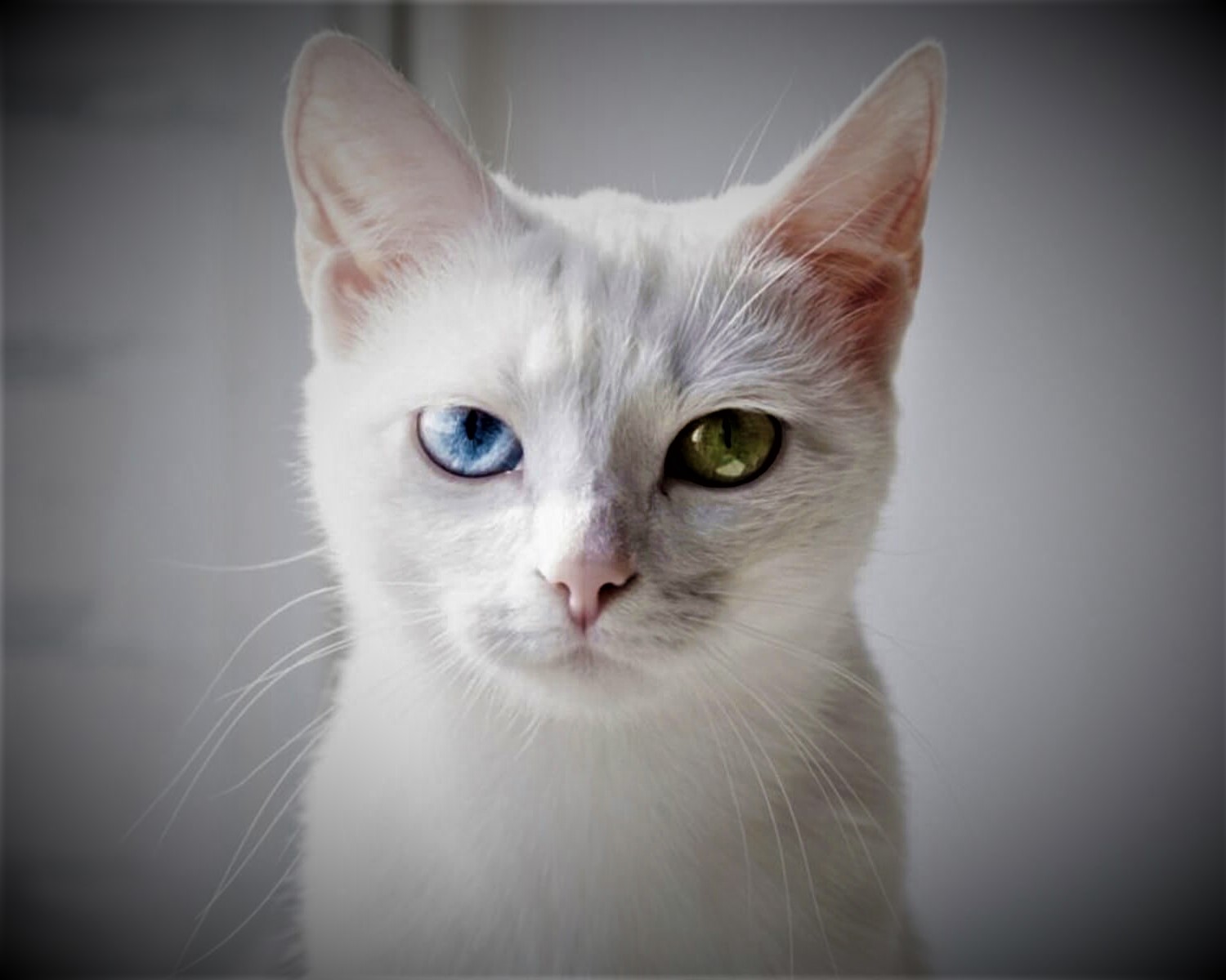 Khao Manee cat price, breed, personality, description, diseases and care.