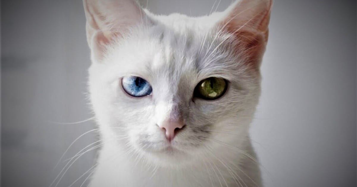 Khao Manee cat price, breed, personality, description, diseases and care.