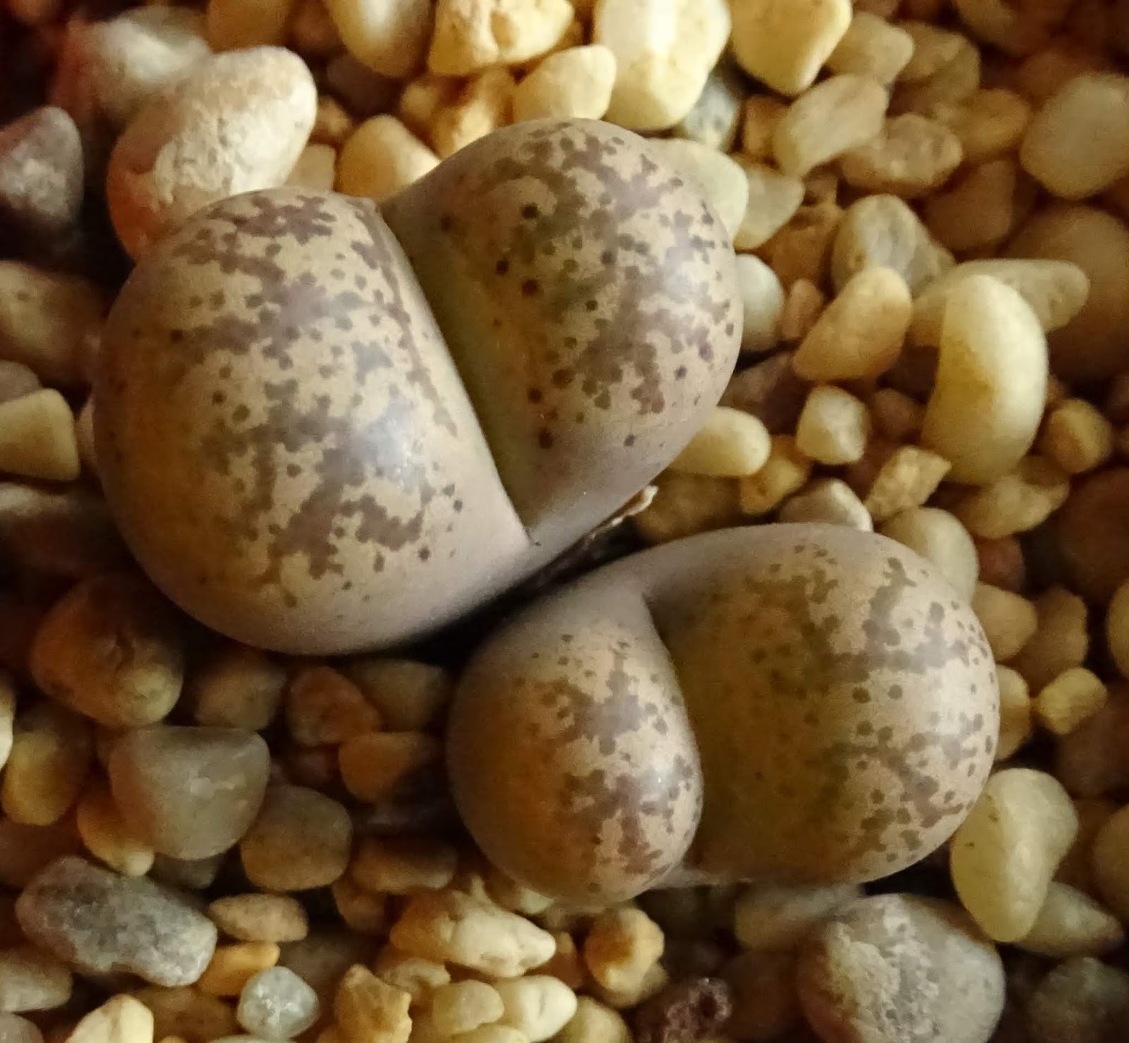 Succulent Sundae: MORE NEW LITHOPS HEADS