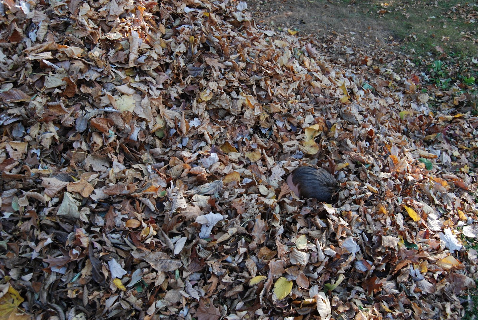 a blonde and 3 boys: Biggest Leaf Pile..EVER!