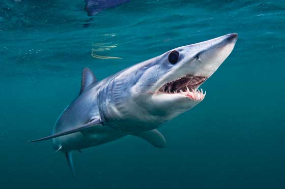 Naturaleza salvaje Blog: El tiburón mako