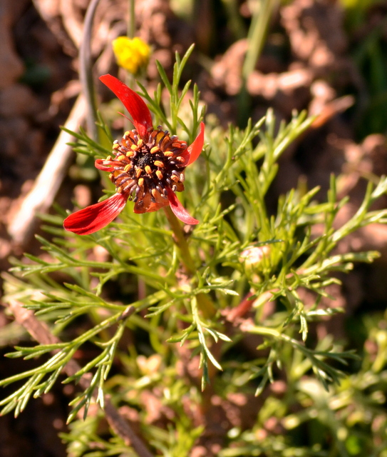 BIOMONCAYO: Adonis flammea (Rosa del Diablo )