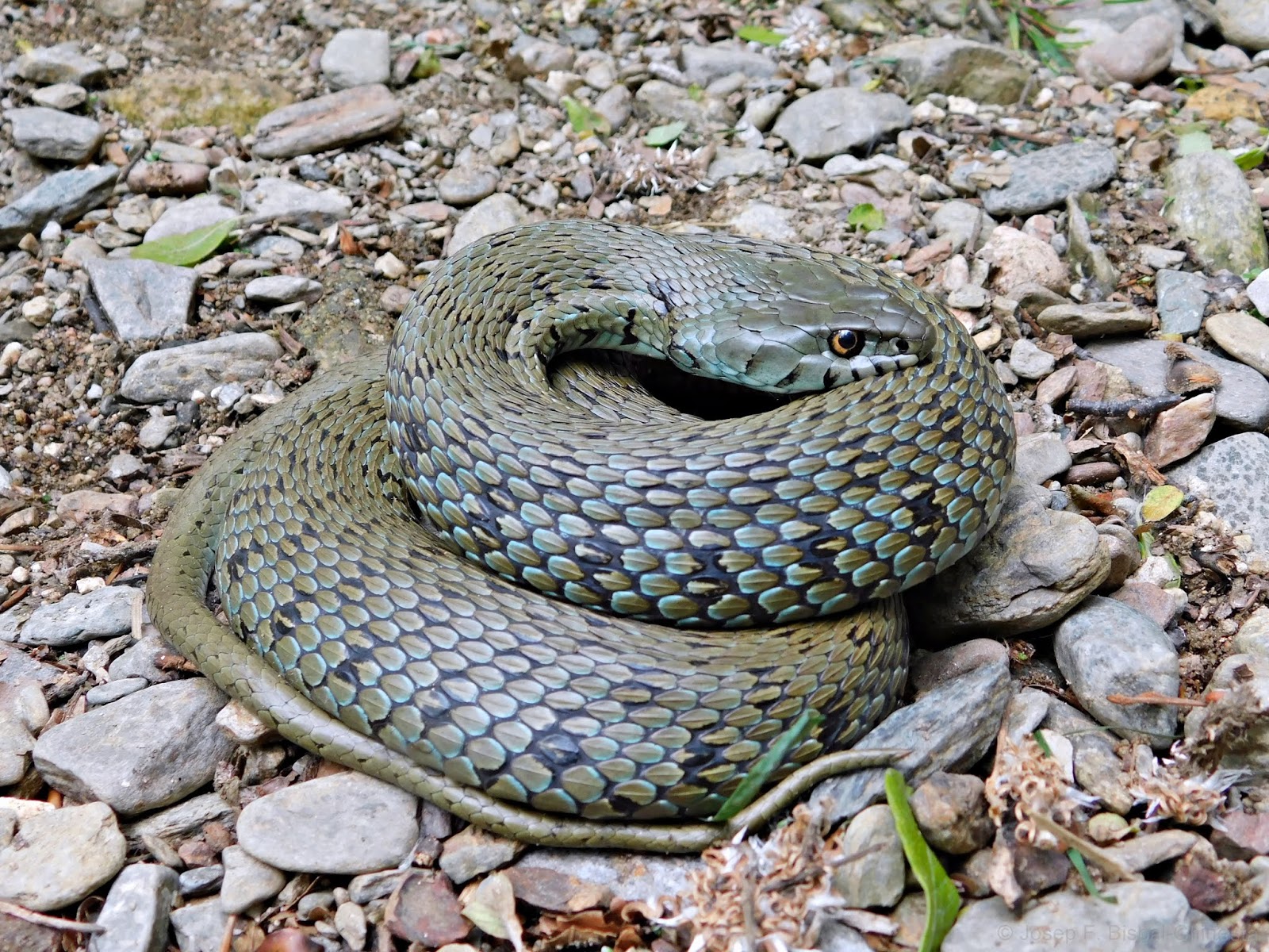 (Paleo-)Herpetología: Natrix astreptophora - Culebra de collar ibérica
