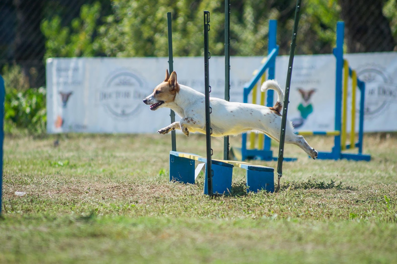 Biało-rude Agility : Treningowe zawody agility w Dynamite Dogs z FreeXami