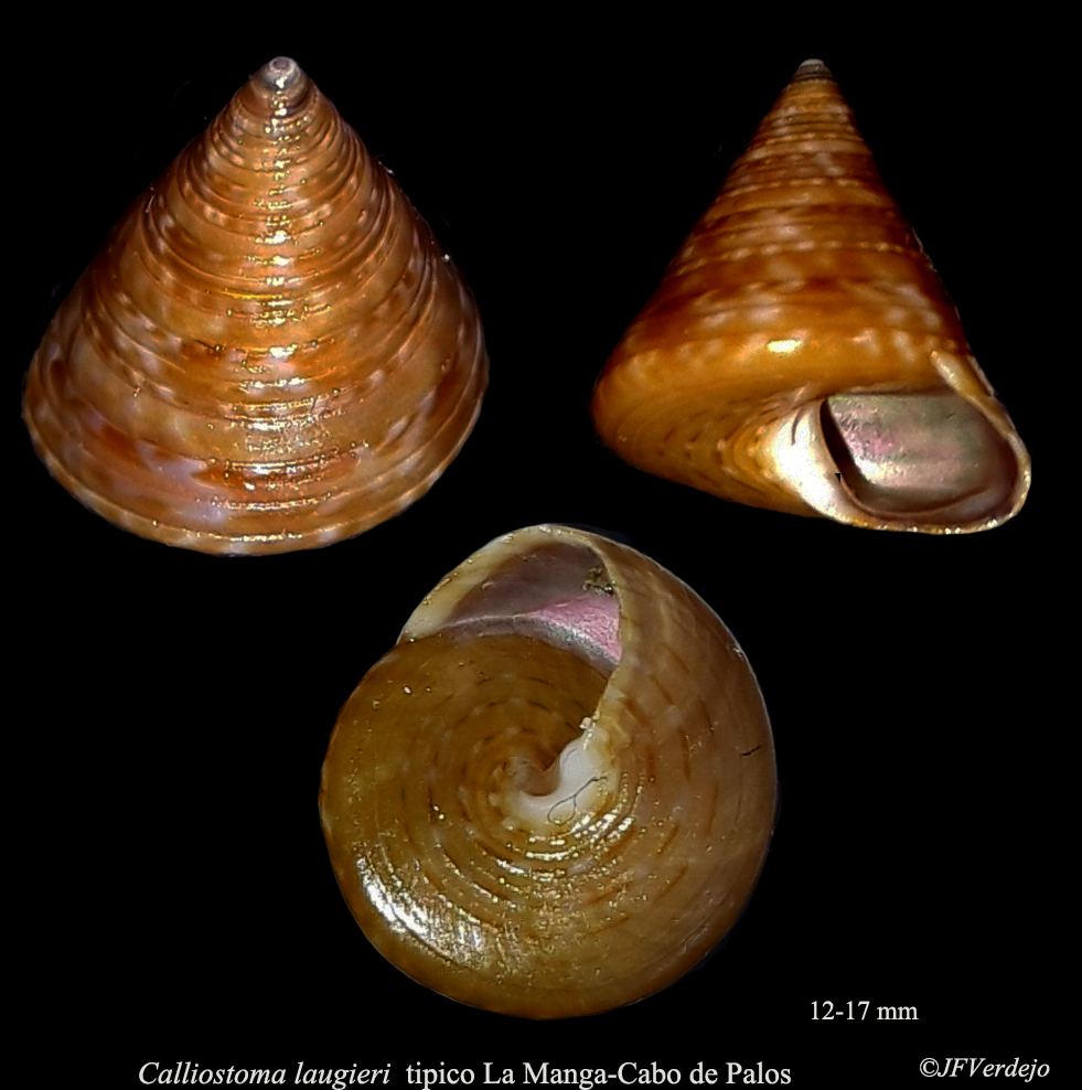 MALACOLOGÍA MEDITERRÁNEA