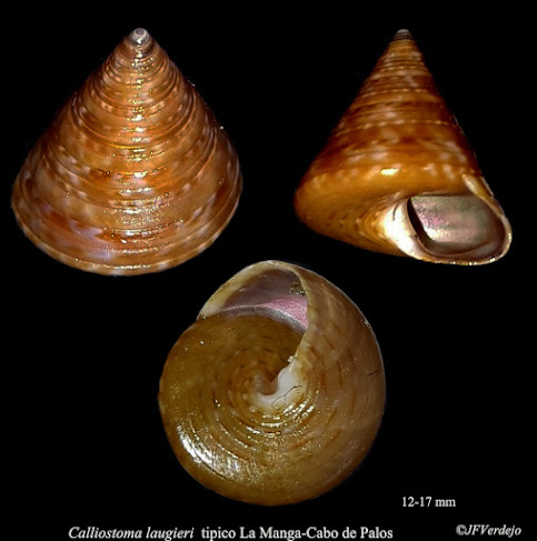 MALACOLOGÍA MEDITERRÁNEA