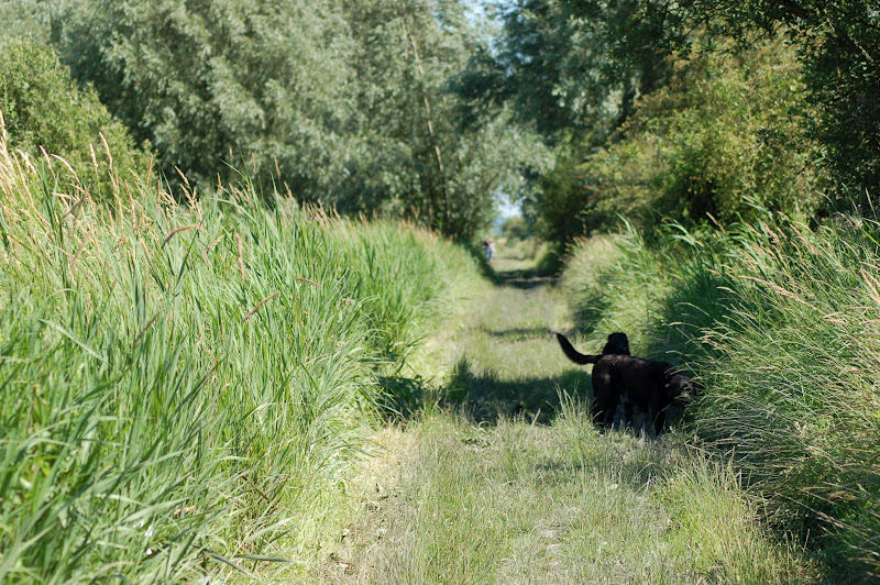 Nb.Yarwood: A Walk around Wicken Fen