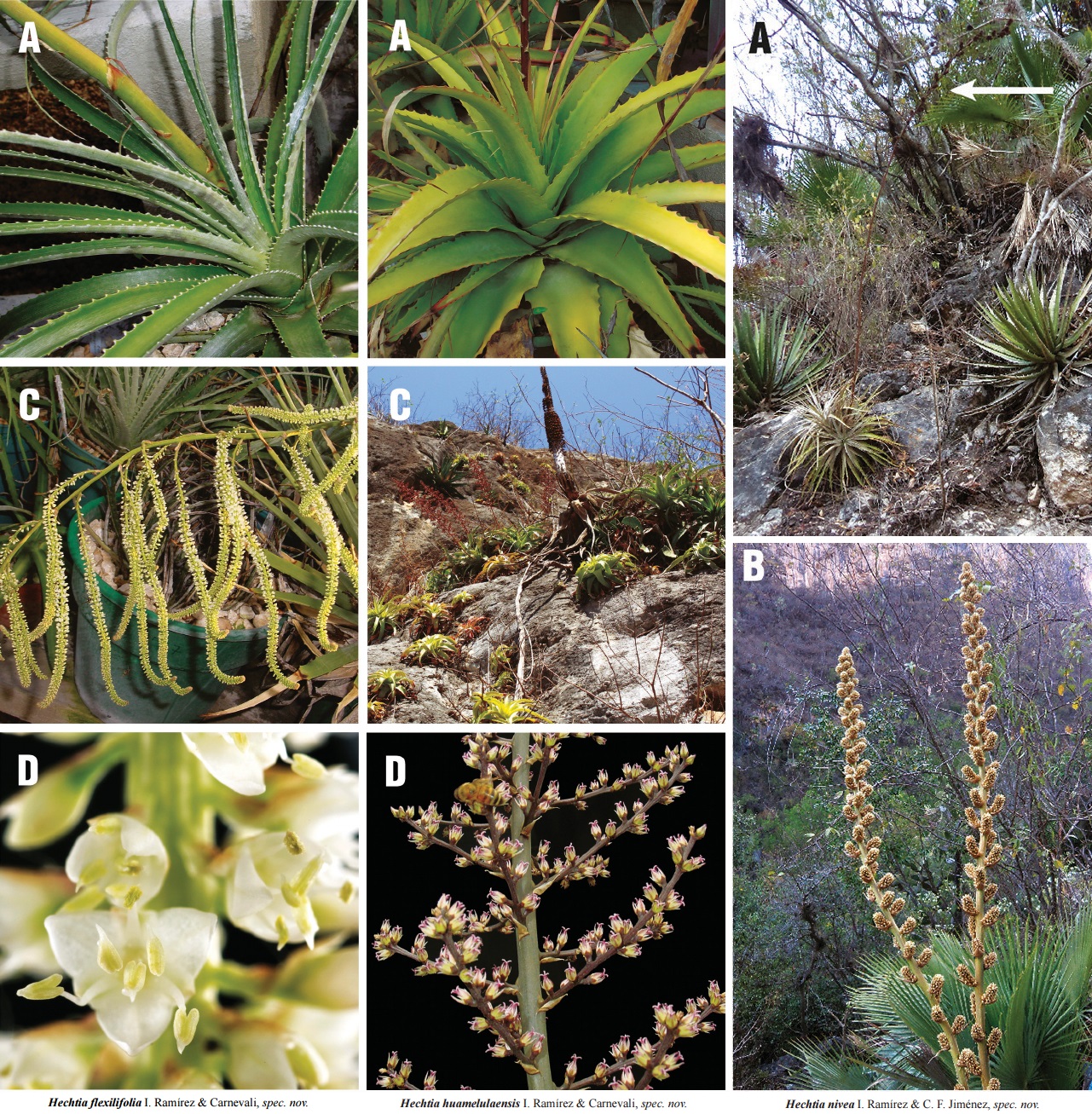 Species New to Science: [Botany • 2014] Hechtia flexilifolia, H ...