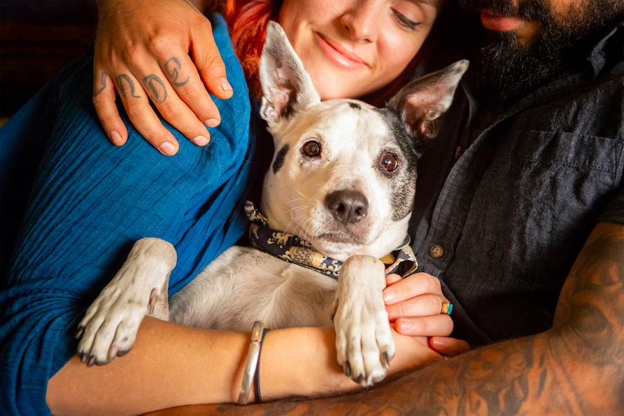 How a Dog called Ned saved Thousands of Lives | Australian Dog Lover