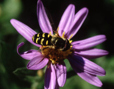 The Amazing World of Science: Summaries of Issues in Science Curriculum ...