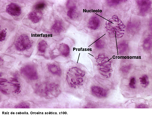 CECYT 2 MIGUEL BERNARD ACADEMIA DE BIOLOGÍA: MITOSIS