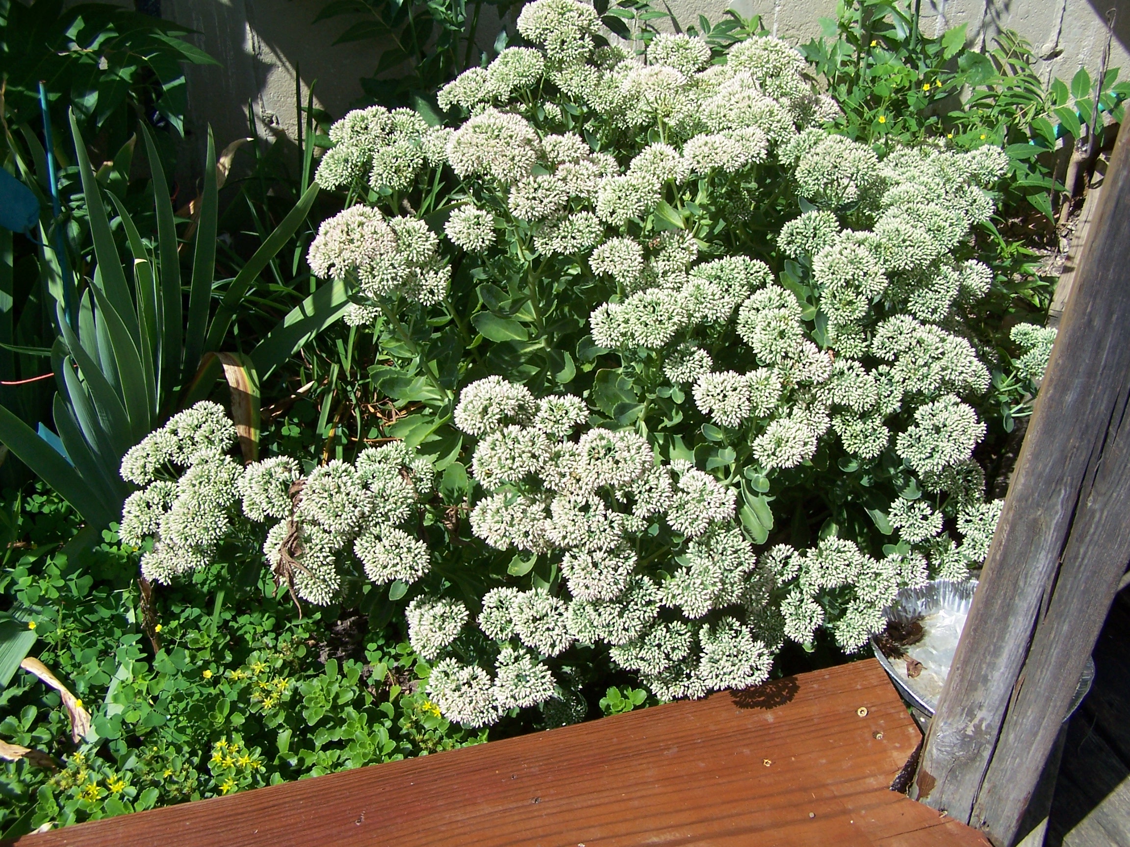 Somethings Old, New, Green, Redo!: Midwest Gardening 2021: Summer's ...
