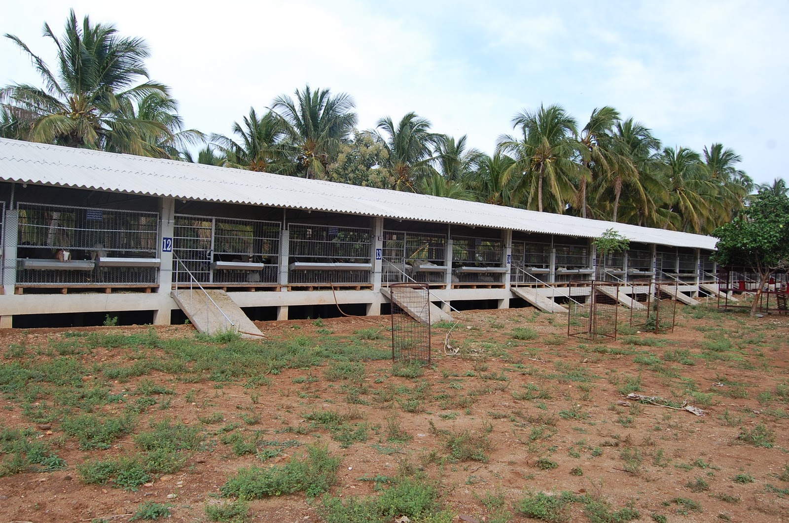 veeravasu goat farm: VEERA GOAT FORM